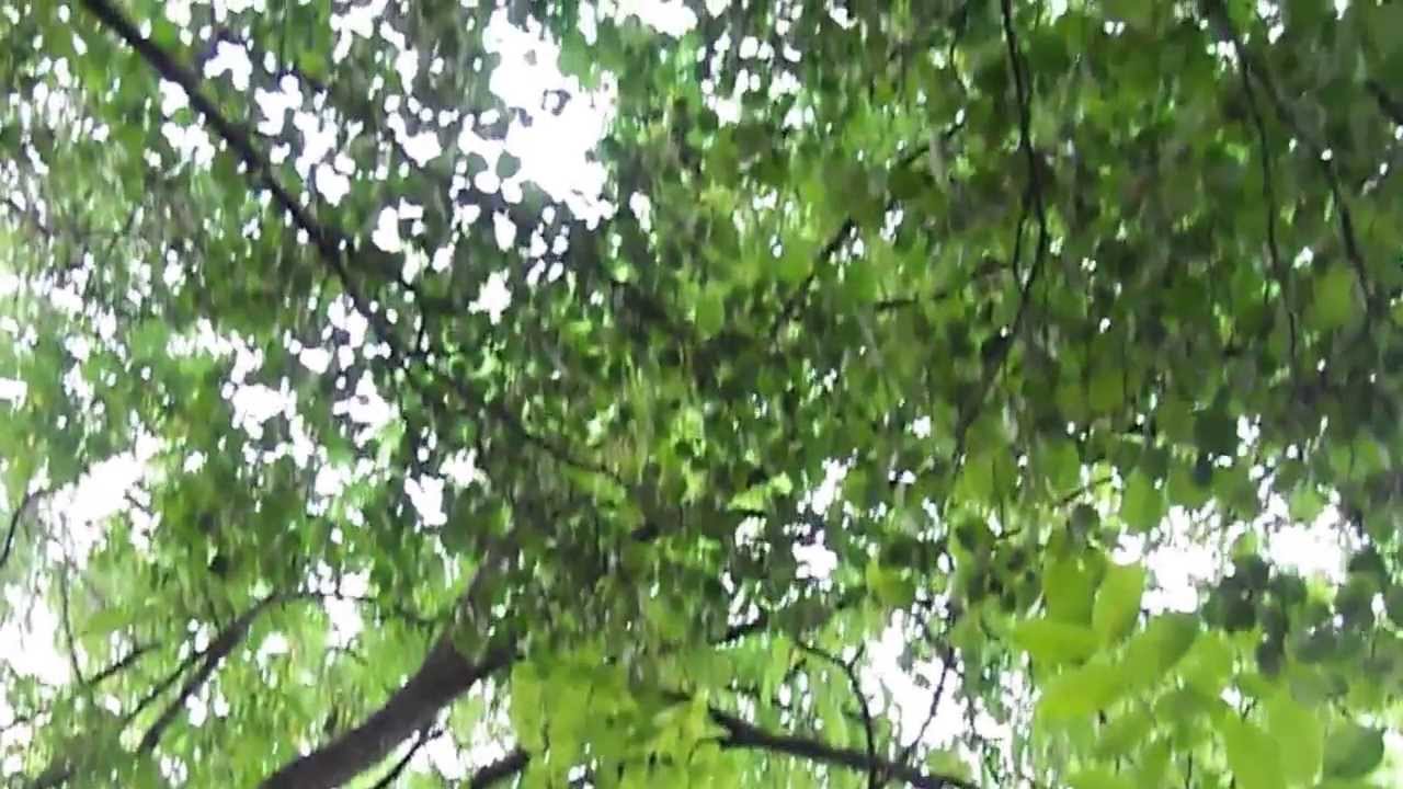 Cantec de grangur - Oriouls oriolus (song) - YouTube