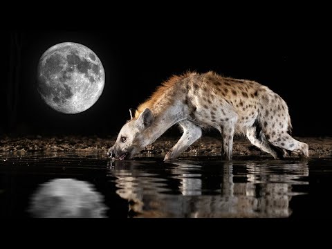 African night sounds | Lake Panic #3, KNP, South Africa - Kruger Park safari nature sounds 🌍140