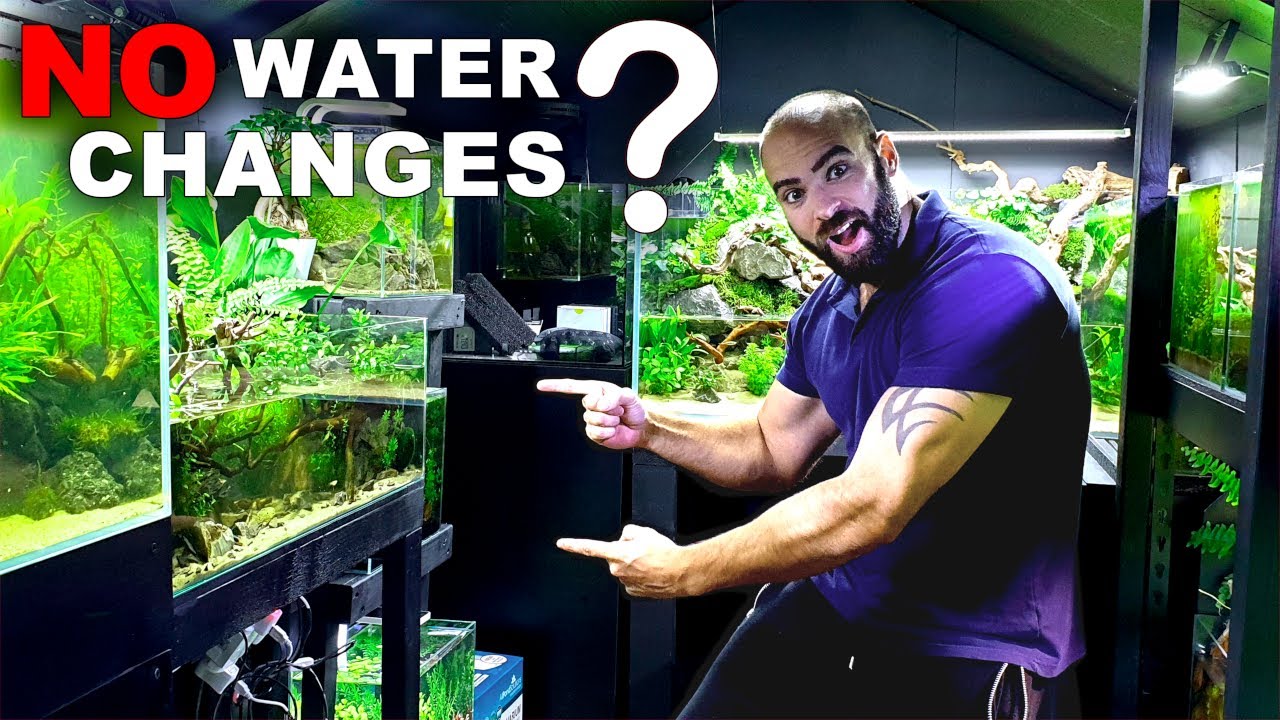 Planted Ecosystem Tank - NO WATER CHANGES - Day 14 - How To: No Filter ...