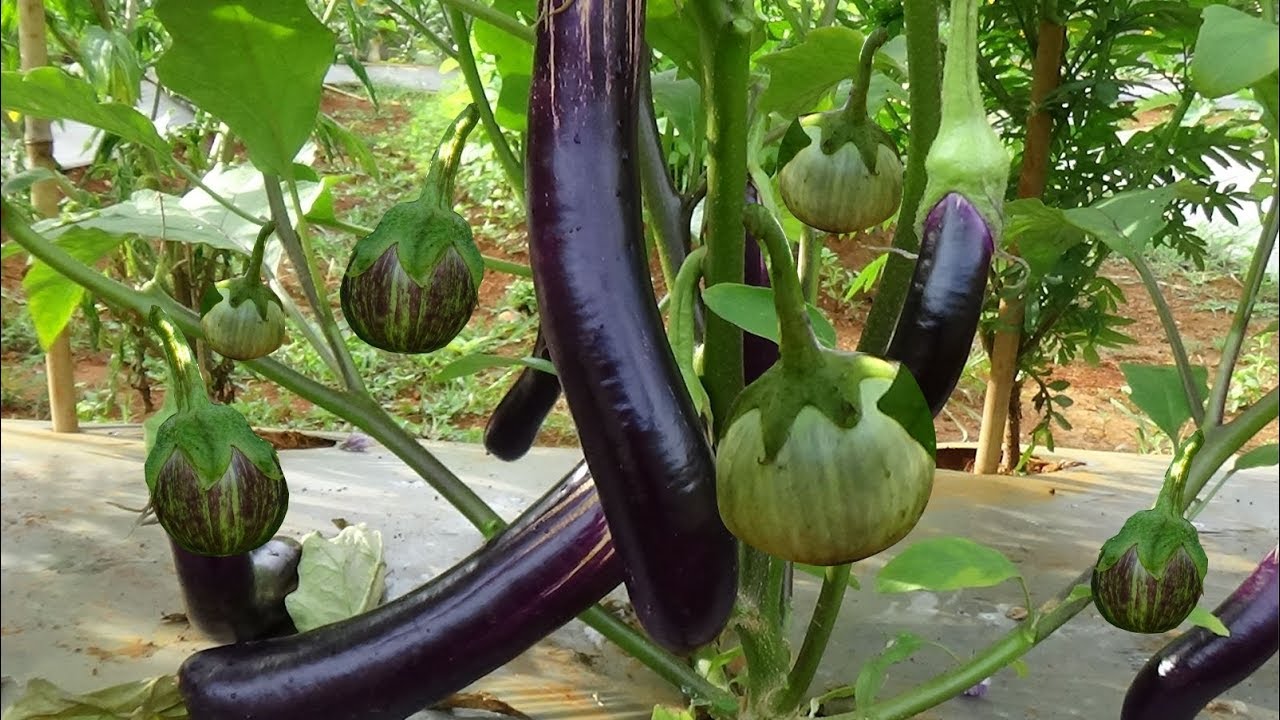 MAU !!! Panen Aneka jenis TERUNG dalam satu Pohon?? Ini Caranya - YouTube