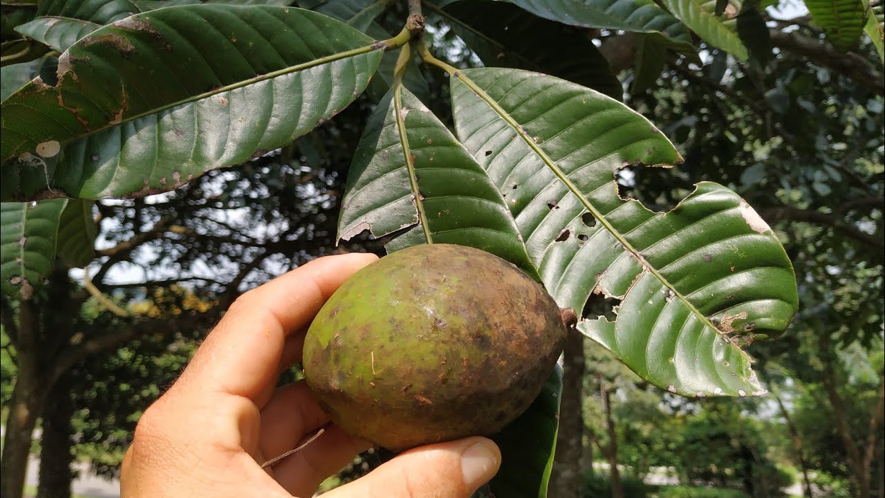 Mangifera cf foetida in Putrajaya botanic garden - YouTube