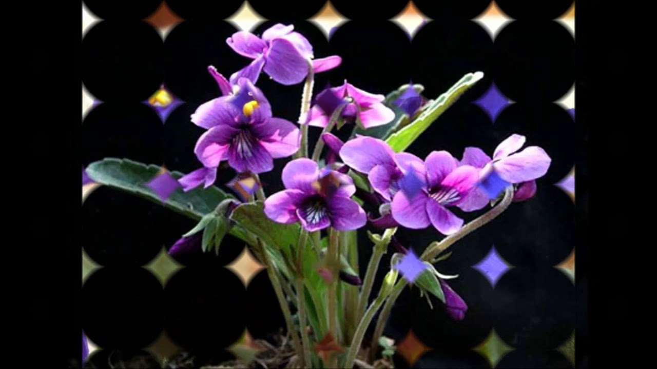 Un Ramito de Violetas (Cecilia) - YouTube