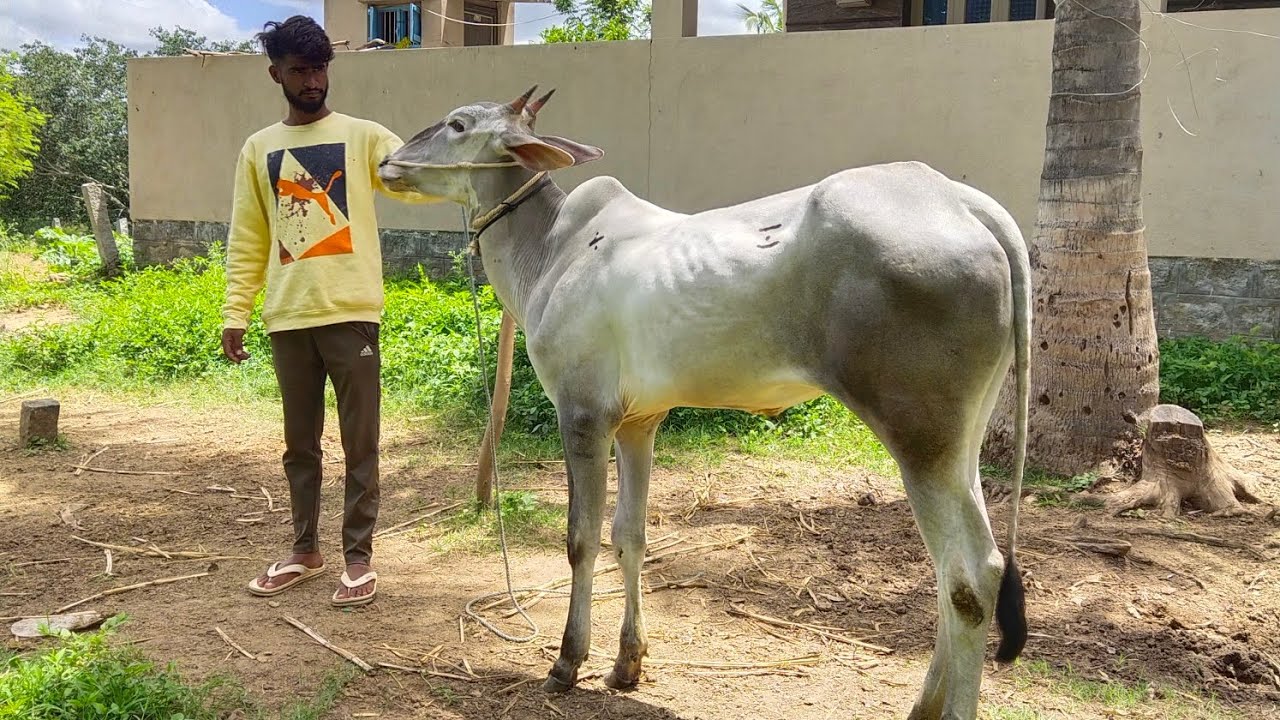 Upcoming hallikar stud bull. Beautiful HALLIKAR male calf. - YouTube