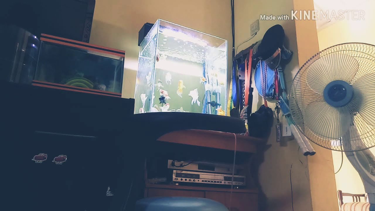 ikan koki wakin baruku - YouTube