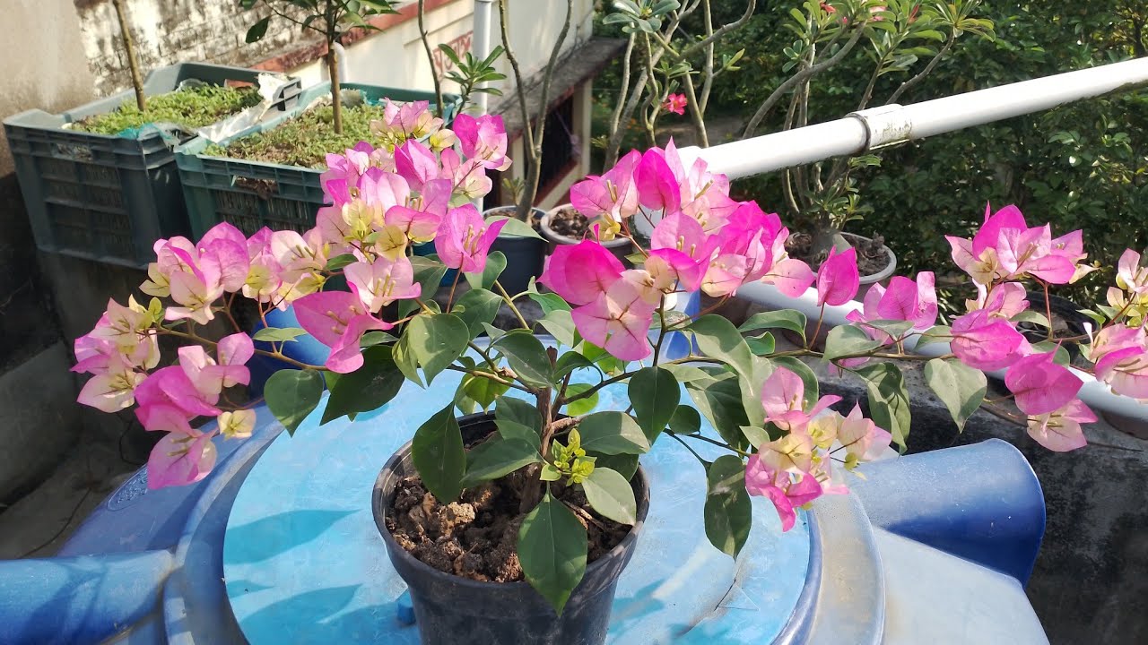 Thai delight bougainvillea flower plant/beautiful collection ...