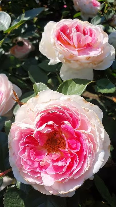 EDROSES/Роза 🌹 Гернси (Guernsey) , Interplant Нидерланды, 2014. Чайно ...