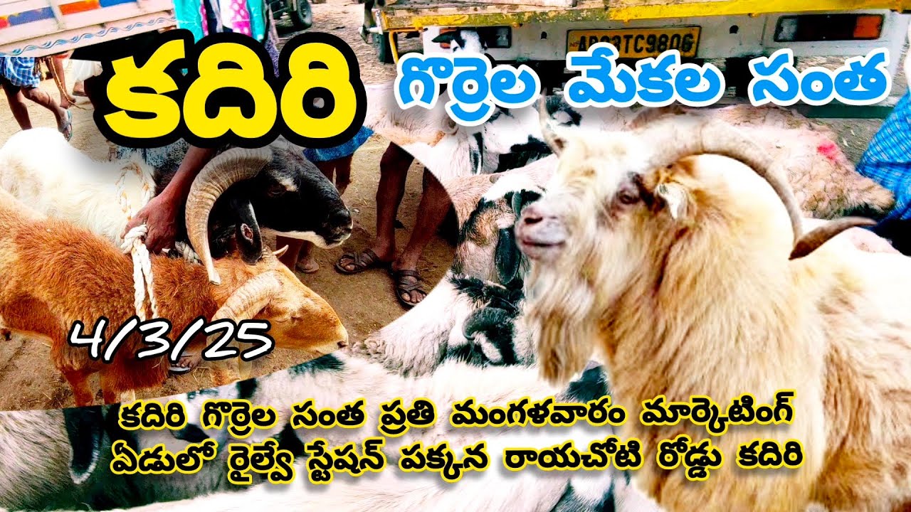 4/3/25 కదిరిసంతలో భారీ పోటేలు మీడియం సైజ్ పొట్టేలు వాటి ధరలు ...