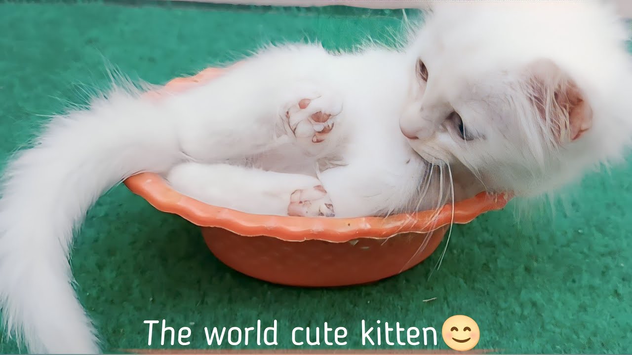 Funny video.of what kukni do in daily life. - YouTube