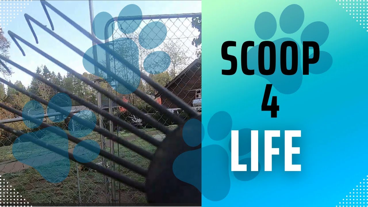 Big Dogs, Big Poop – Pooper Scooping a Field for Mastiff-Great Dane ...
