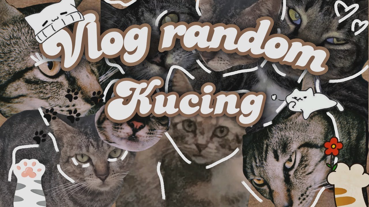 Vlog random kucing-kucing saya🐱 - YouTube