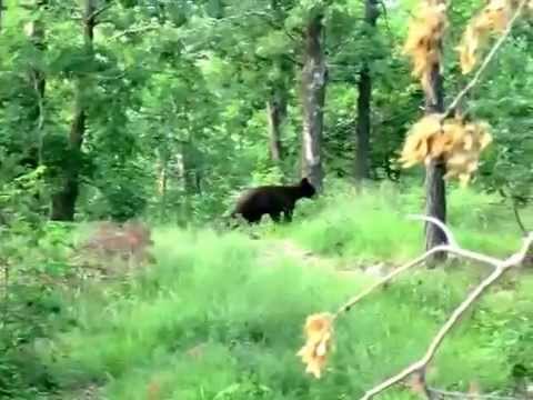 An American black bear near Bear Creek off of Oklahoma's Broken Bow ...