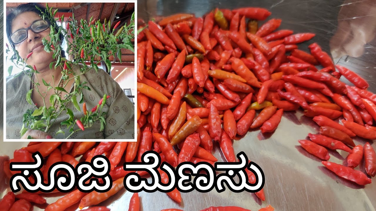 ಸೂಜಿ (ಗಾಂಧಾರಿ) ಮೆಣಸಿನ ಬಗ್ಗೆ ನಿಮಗೆ ತಿಳಿದಿದೆಯೇ? Bird's eye chilli ...