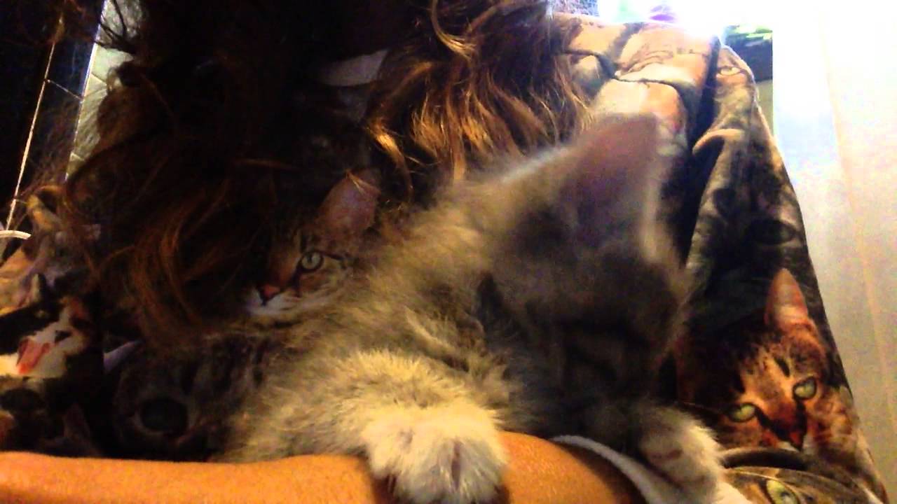 cute kitten burp and attack - YouTube