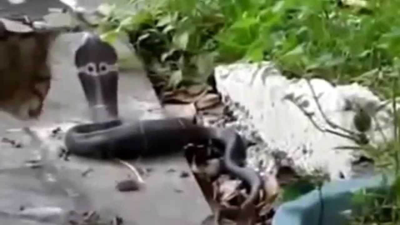 King Cobra vs Cat | Brave Cat Video - YouTube
