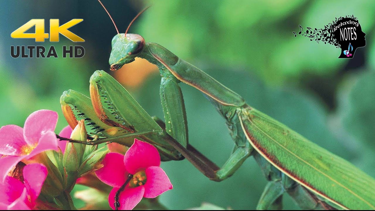 4K Praying Mantis Relaxing nature and Stick Insect suspense ambient ...