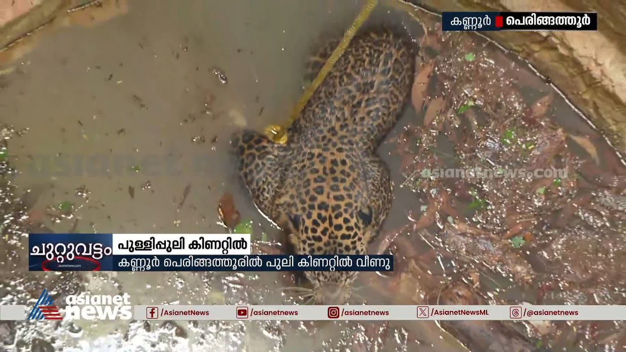 വീട്ടുമുറ്റത്തെ കിണറിൽ പുലി, രക്ഷപ്പെടുത്താൻ ശ്രമം തുടങ്ങി | Leopard ...