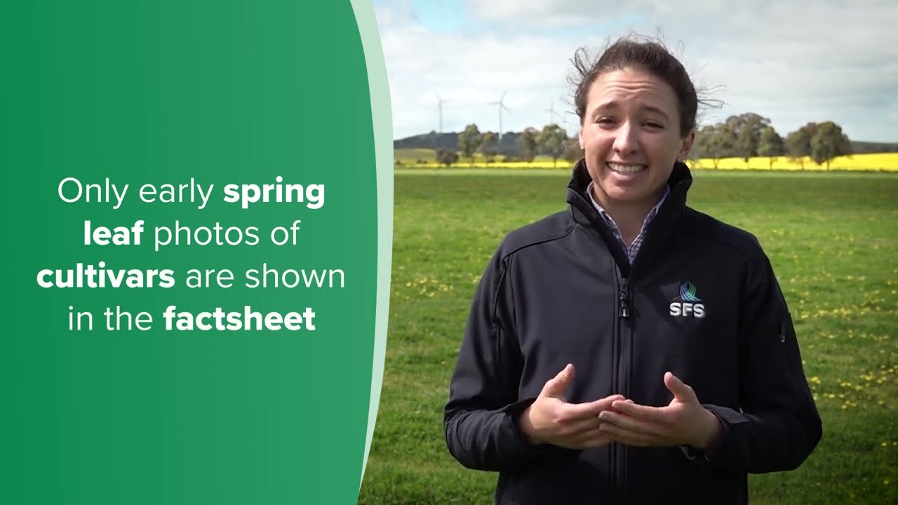 How do I identify sub-clover cultivars? - YouTube