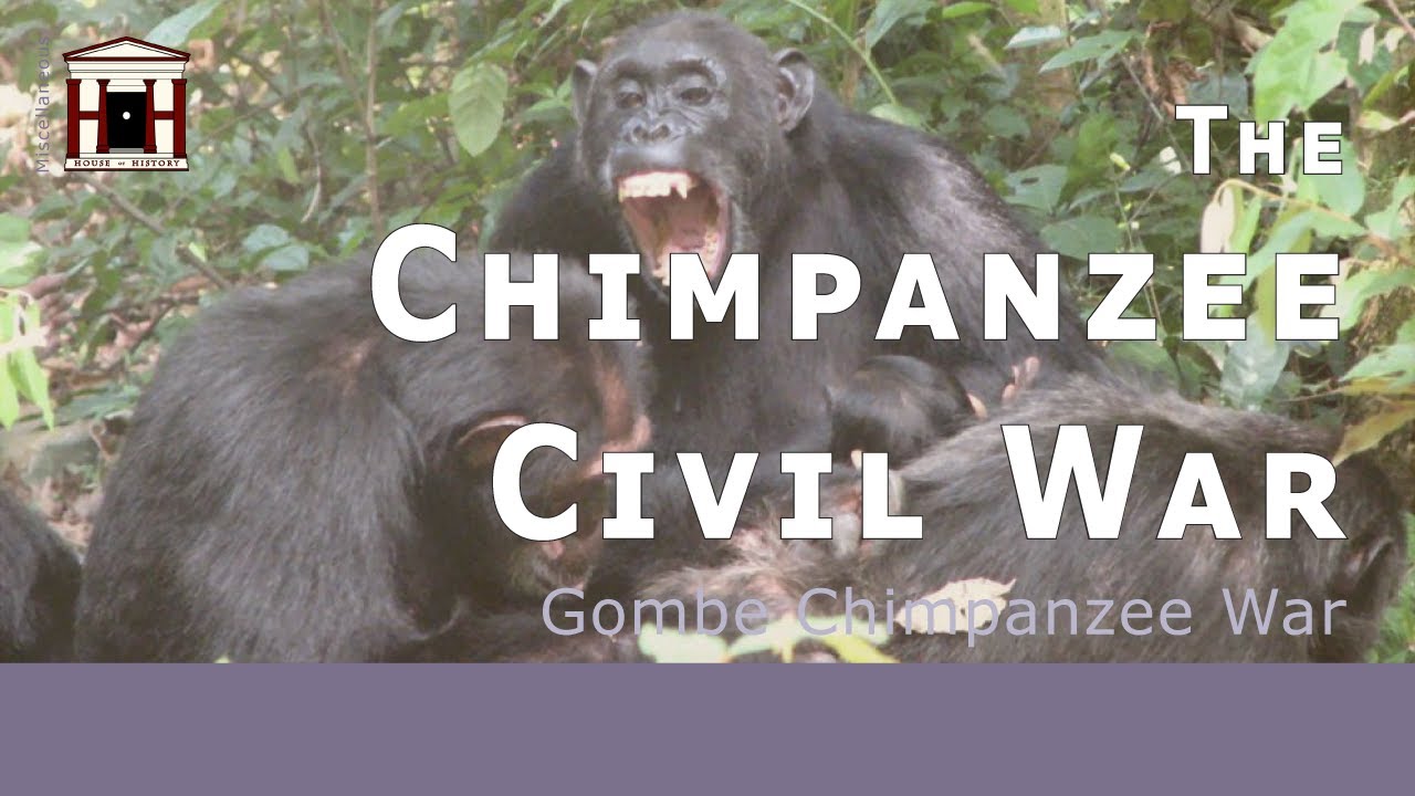 The Gombe Chimpanzee War | The Chimp Civil War (1974-1978) - YouTube
