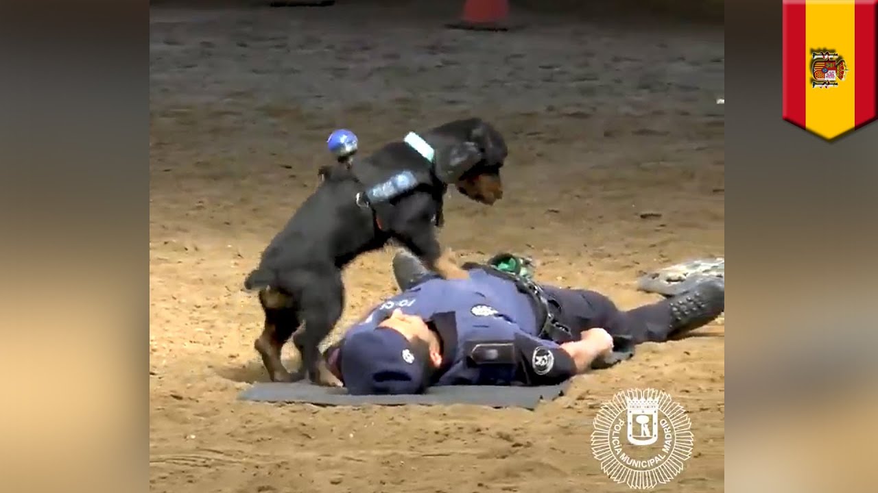 Police dog rushes to perform CPR on 'collapsed' officer - TomoNews ...