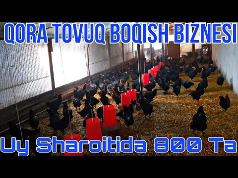 500$ OYIGA UY SHAROITIDA QORA TOVUQ BOQISH BIZNESI