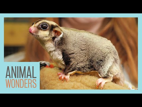 What Is Unique About Sugar Gliders Reproductive Anatomy