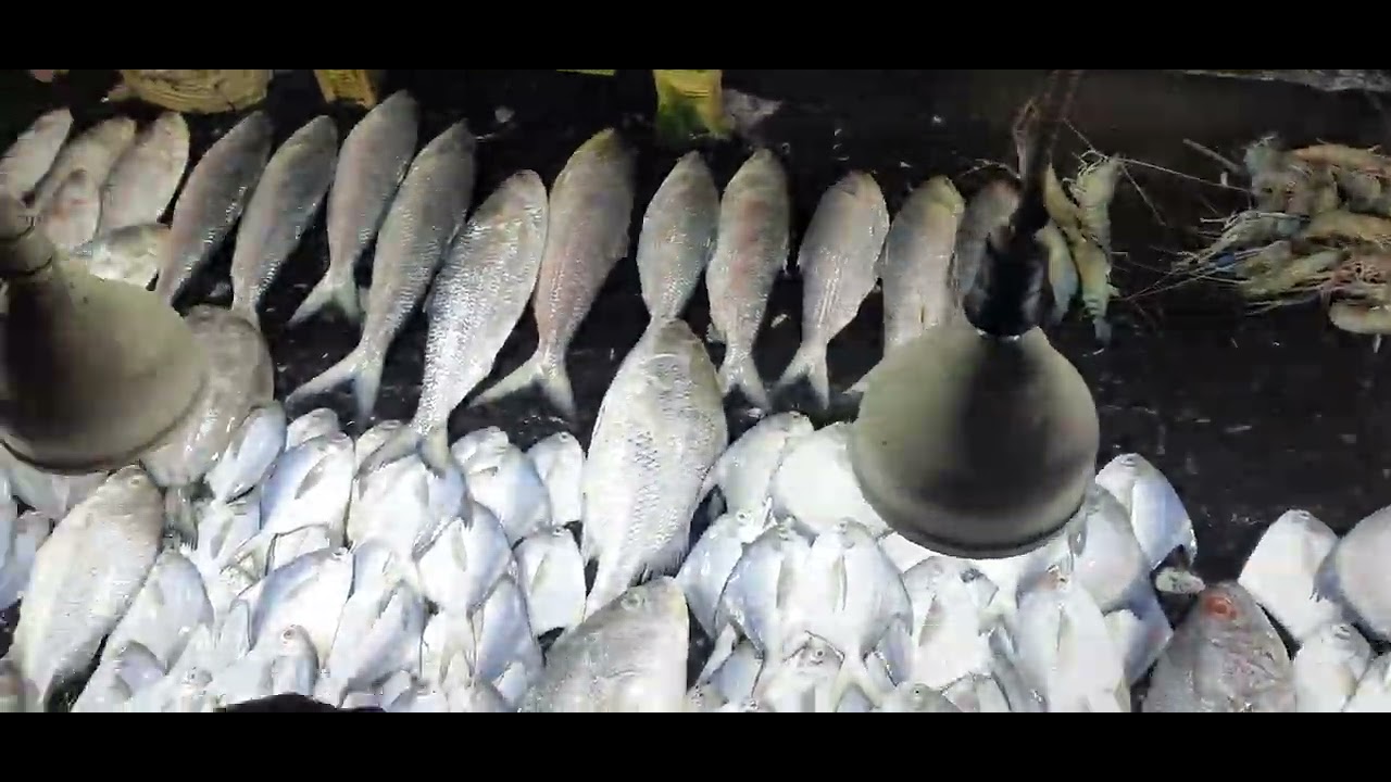 New Digha Fish Market - YouTube