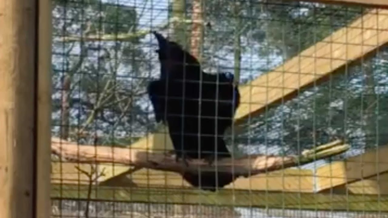 Foul-Mouthed Raven Chants At Family - YouTube