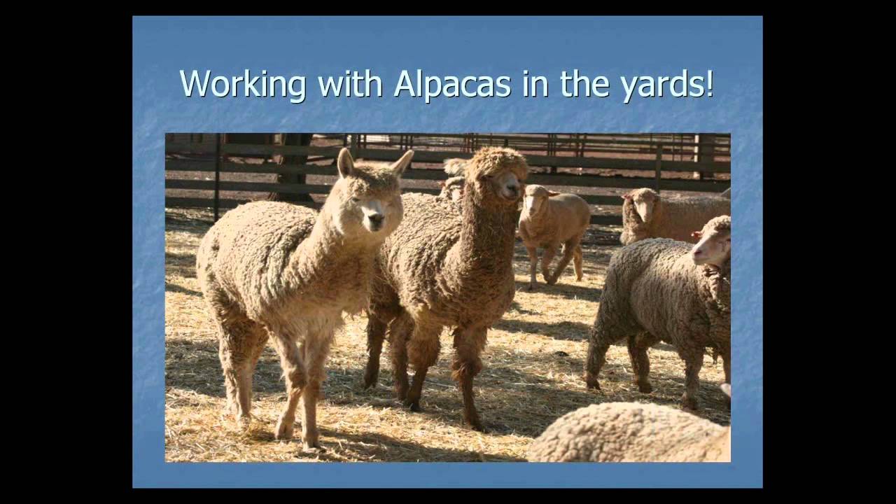 Guardian animals protecting livestock - Alpacas - YouTube