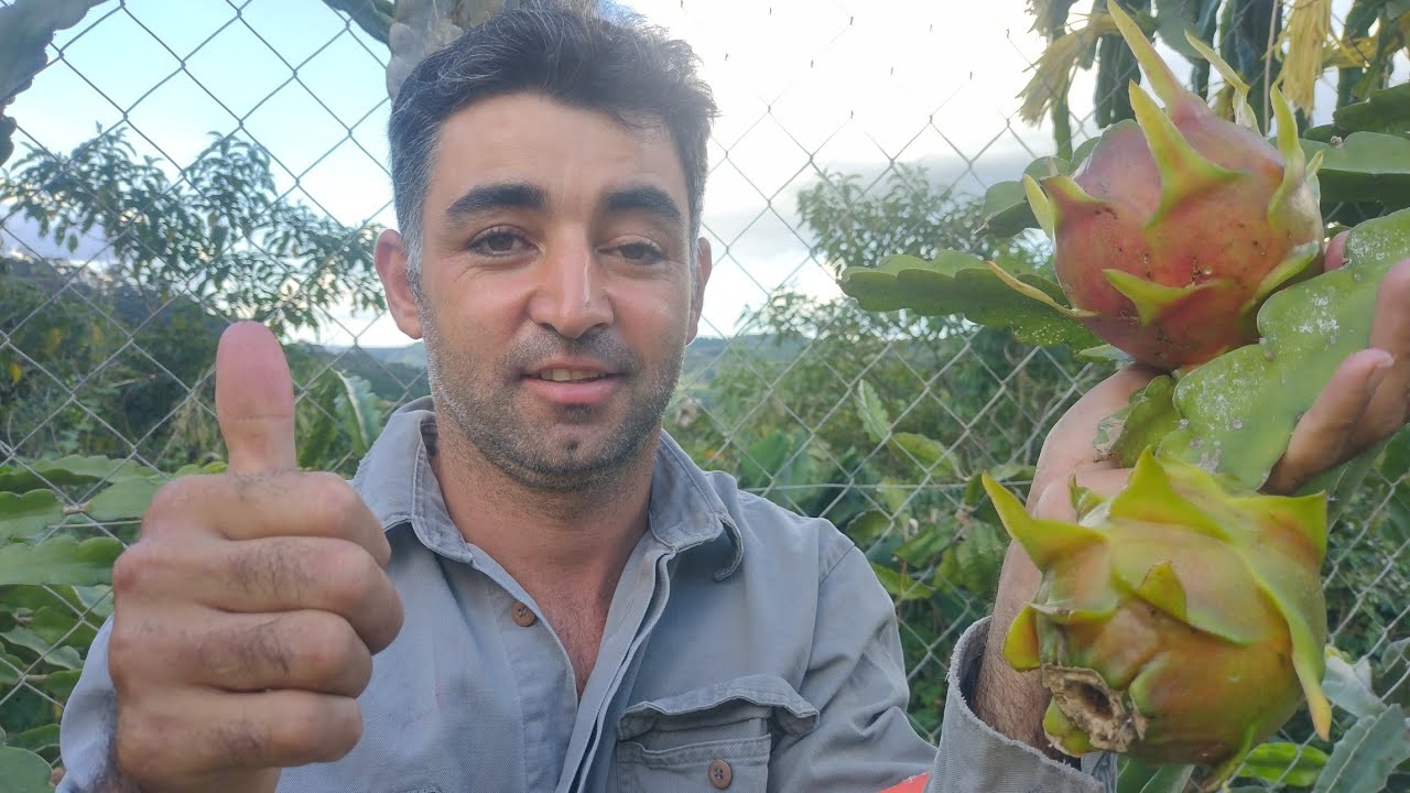 Variedade de pitaya American beauty. - YouTube