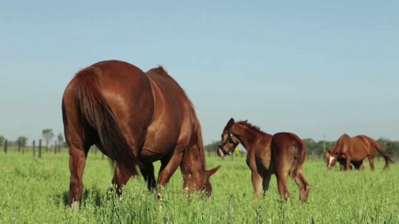 A General Overview of Diarrhea in Foals (Part 1 of 3) - YouTube