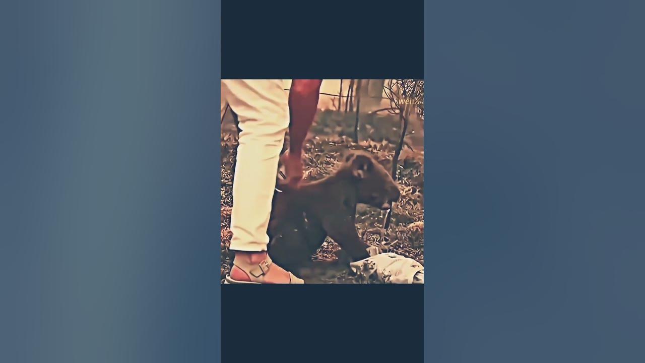 Animals Help Humans Animals Lovers animals YouTube animals-help-humans-animals-lovers-animals-youtube