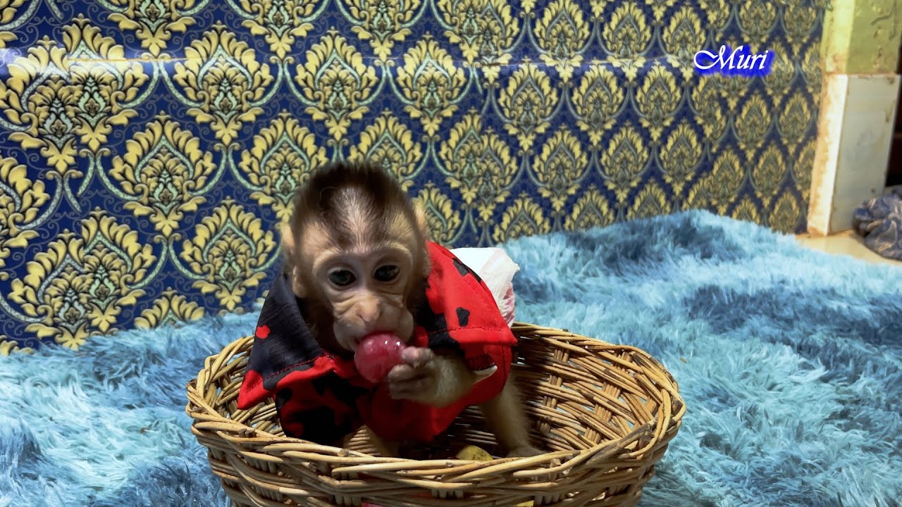 Today, Monkey Momo has delicious fruit. - YouTube