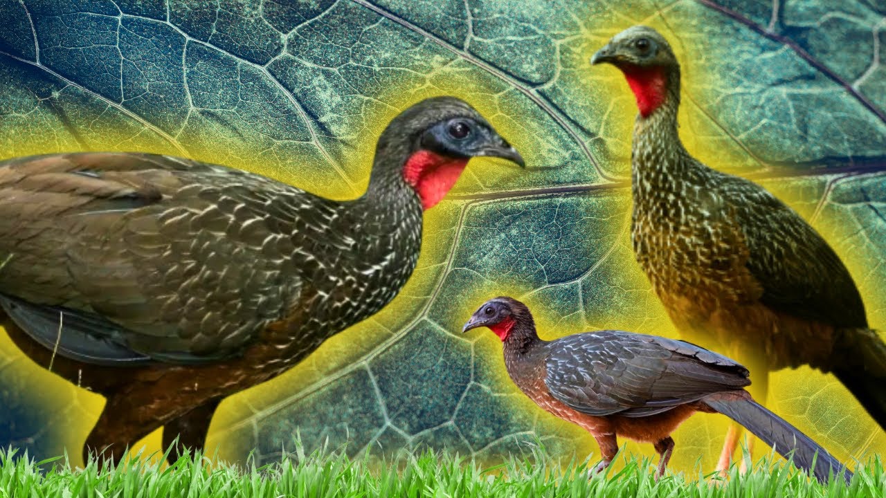 Canto do Jacu de Spix: O Som RARO Que Encanta a Floresta 🥰🥰 - YouTube