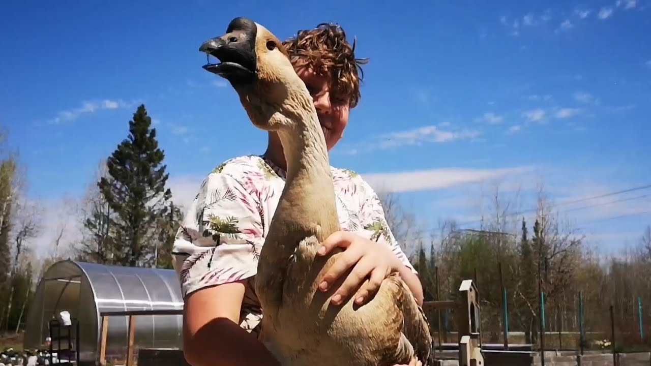 Bruce the African Goose | Tunnel Greenhouse Setup - YouTube