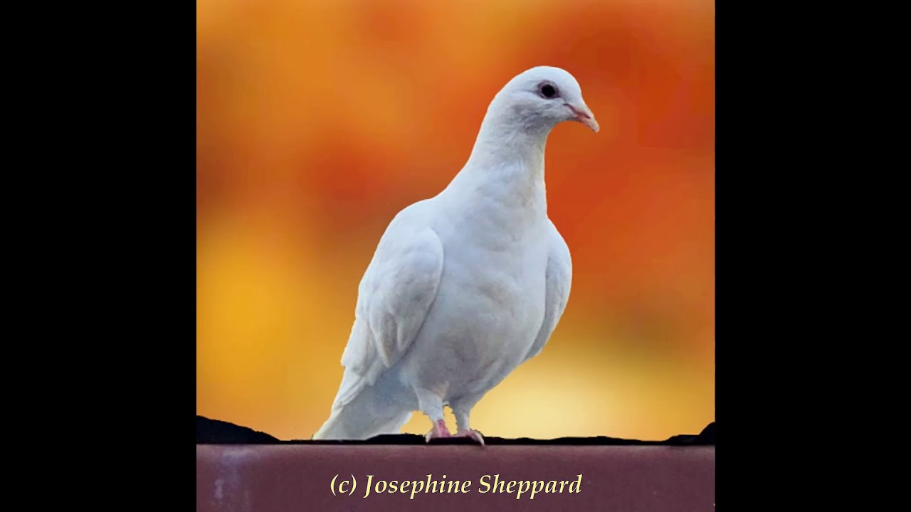 White Dove Spiritual Message || Winged One's Symbology || Dove Spirit ...