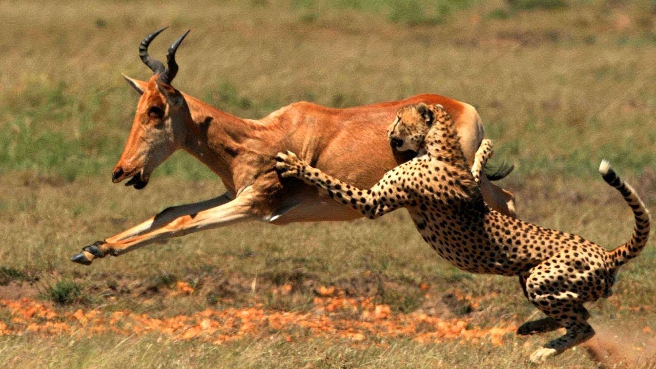 BEST HUNTERS IN THE WORLD - YouTube