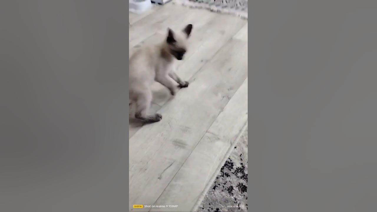 Настоящий тигр - YouTube