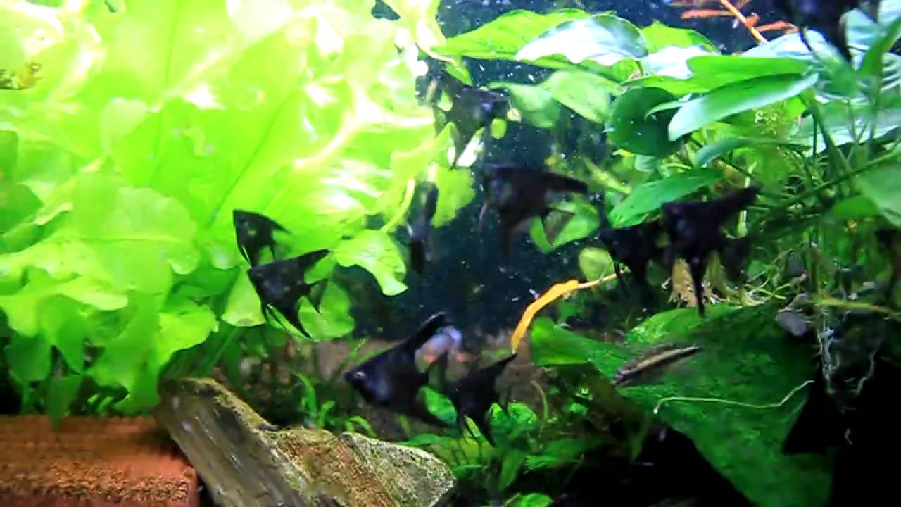 Pic 030 - YouTube