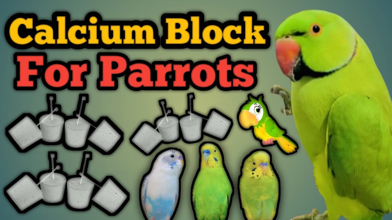Calcium Block Recipe For Parrots || Mineral Block For Parrots || Parrot ...