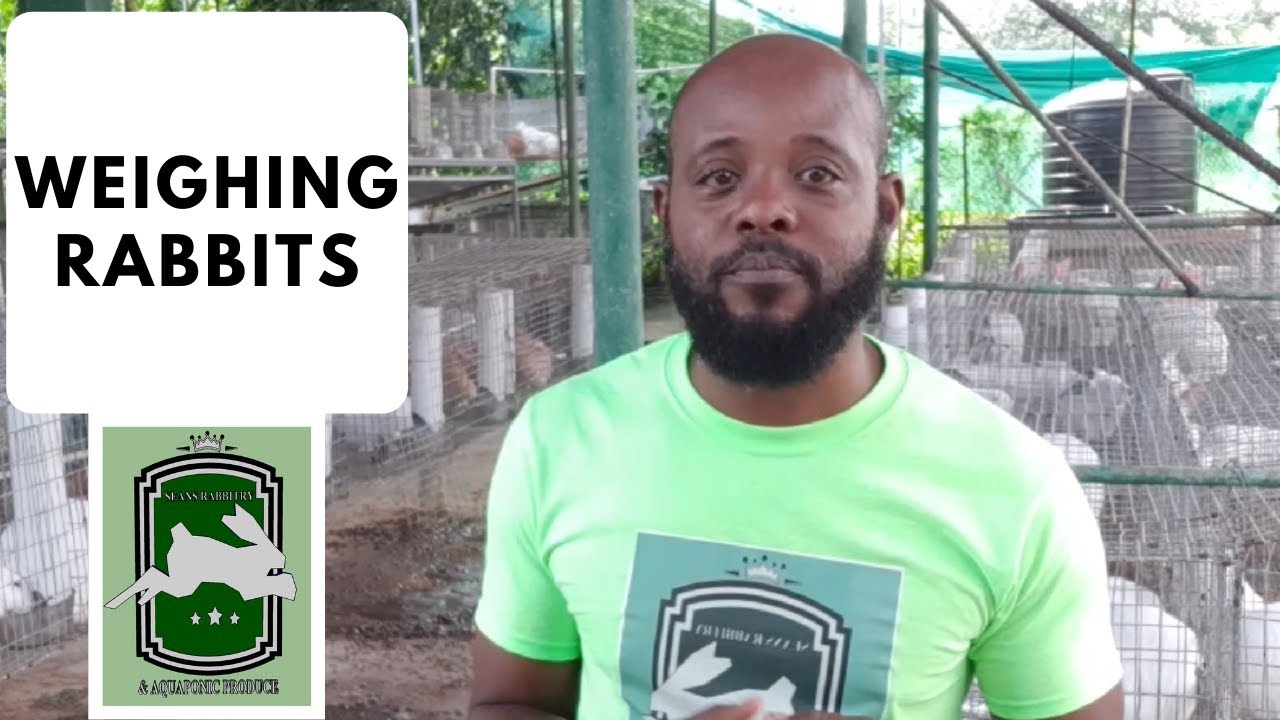 Trinidad Rabbit Farming - Weighing Rabbits - YouTube