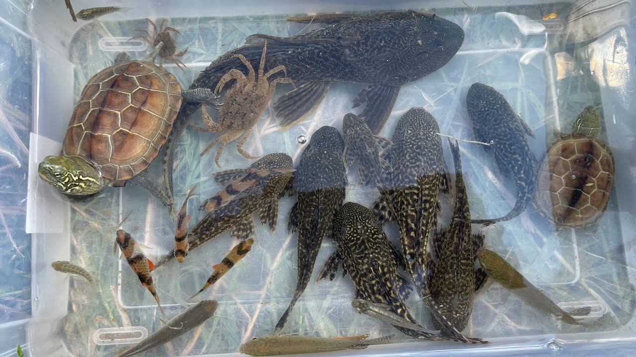 Natural small insects live under water in lake.betta, gourami ...