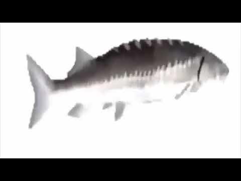 Лосось крутится 10 часов под музыку - YouTube