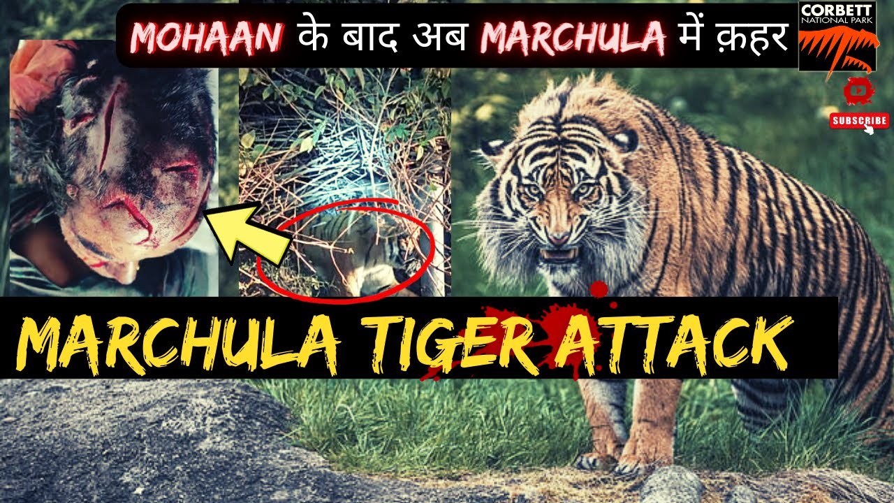 MOHAAN के बाद अब MARCHULA में बाघ का क़हर | Corbett Tiger Reserve # ...