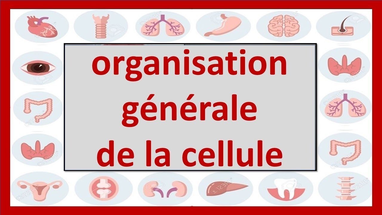 ORGANISATION DE LA CELLULE - YouTube