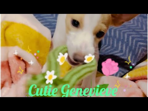 Cutie Mini Foxie #cute #dog #minifoxie #pets #doglovers #australia # ...