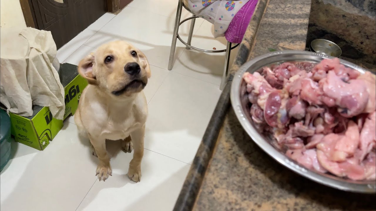 Labrador puppy barking for his raw chicken | Little John | - YouTube