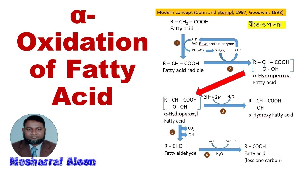 ফ্যাটি এসিডের আলফা জারণ // α-Oxidation of Fatty Acid/ বায়োকেমিস্ট্রি ...