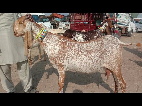 Luddan Bakra Mandi Pakistan update Makhi cheeni goats video - YouTube