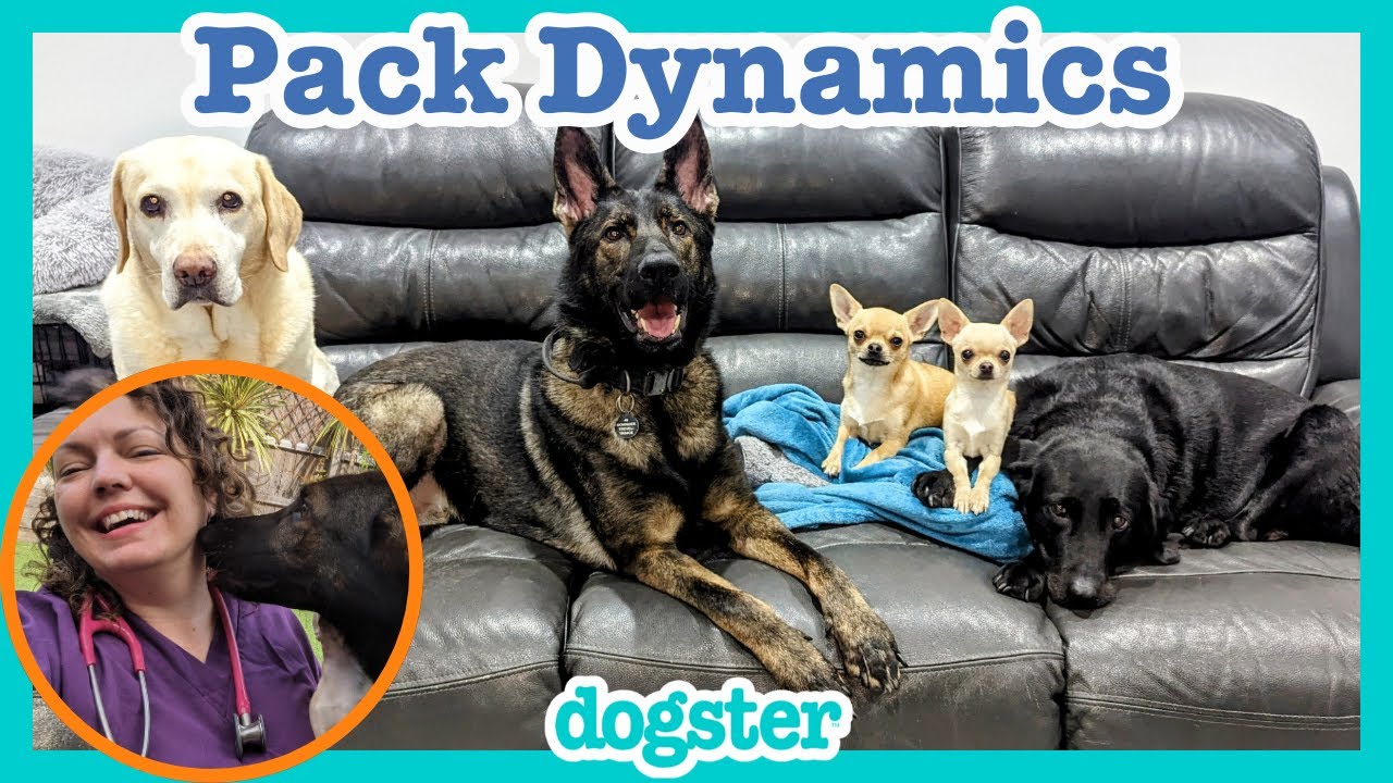 Debunking The Dog Dominance Theory - YouTube