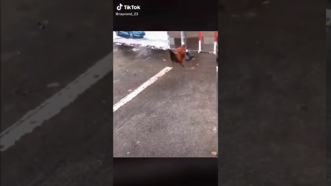 Lemon pepper steppers - YouTube